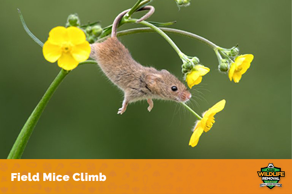 Field Mouse Facts - AAAC Wildlife Removal