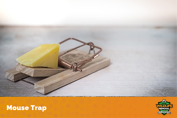 Field Mouse Facts - AAAC Wildlife Removal