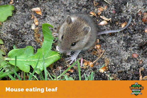 Facts About House Mice - AAAC Wildlife Removal