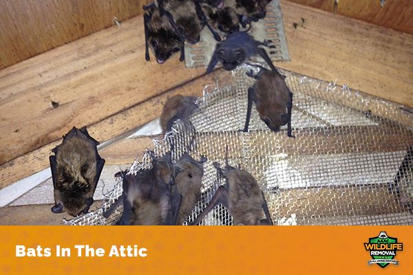 Can Bats Damage Your House? - AAAC Wildlife Removal