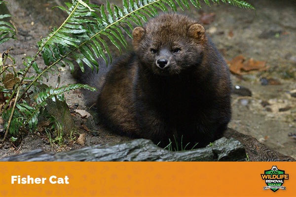 Raccoon Predators: Animals That Eat Raccoons - AAAC Wildlife Removal