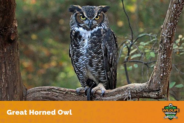 Raccoon Predators: Animals That Eat Raccoons - AAAC Wildlife Removal