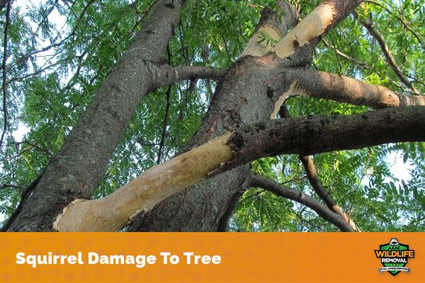 Do Squirrels Eat Tree Bark? - AAAC Wildlife Removal Do Squirrels Eat ...