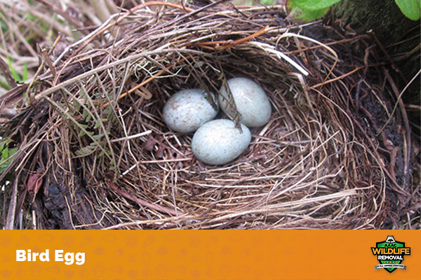 The Gestation Period of Birds - AAAC Wildlife Removal