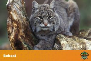 What Are the Predators of Snakes? - AAAC Wildlife Removal