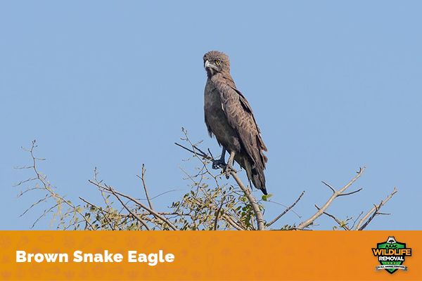 What Are the Predators of Snakes? - AAAC Wildlife Removal