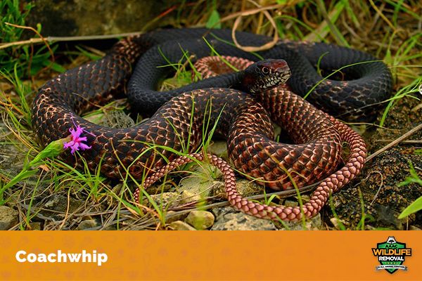 What Are the Predators of Snakes? - AAAC Wildlife Removal
