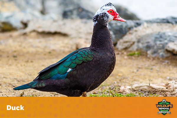 The Gestation Period of Birds - AAAC Wildlife Removal