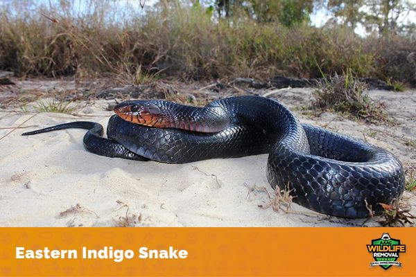 What Are the Predators of Snakes? - AAAC Wildlife Removal