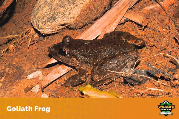 Predators of Birds - AAAC Wildlife Removal