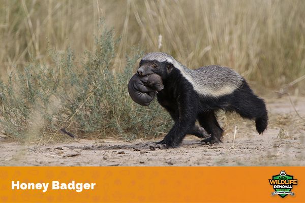 What Are the Predators of Snakes? - AAAC Wildlife Removal