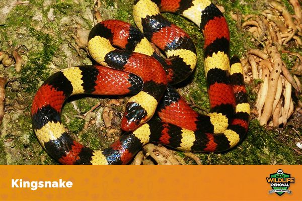 What Are the Predators of Snakes? - AAAC Wildlife Removal