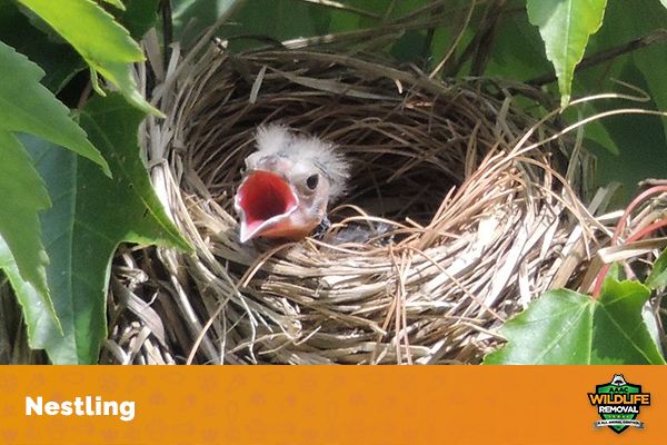 The Gestation Period of Birds - AAAC Wildlife Removal