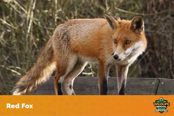 What Are Opossums' Predators? - AAAC Wildlife Removal