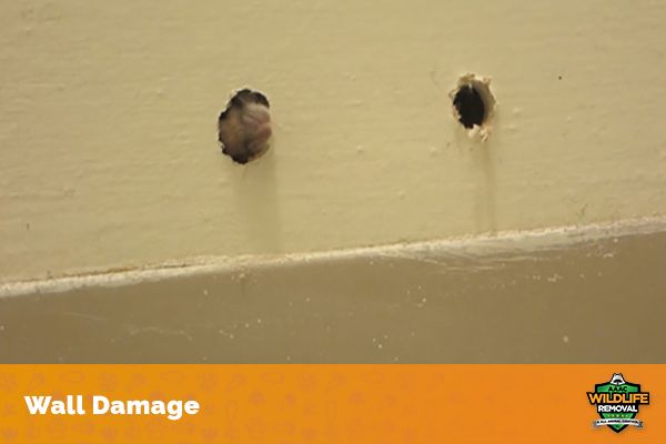 Damage Caused by Rats and Mice - AAAC Wildlife Removal