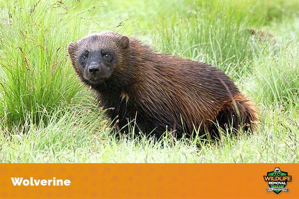 What Are the Predators of Snakes? - AAAC Wildlife Removal