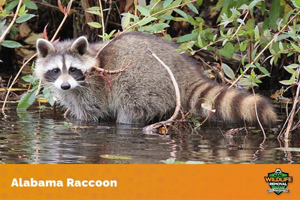 The Different Types of Raccoons - AAAC Wildlife Removal