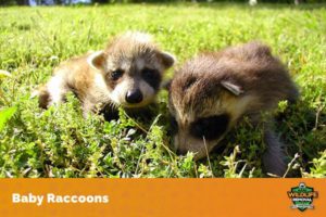 Facts About Raccoon Mating Season You Need To Know - AAAC Wildlife Removal