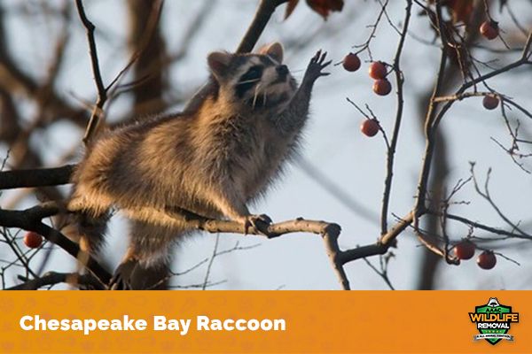The Different Types of Raccoons - AAAC Wildlife Removal