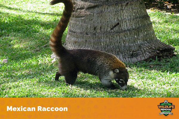 The Different Types of Raccoons - AAAC Wildlife Removal