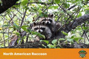 The Different Types of Raccoons - AAAC Wildlife Removal