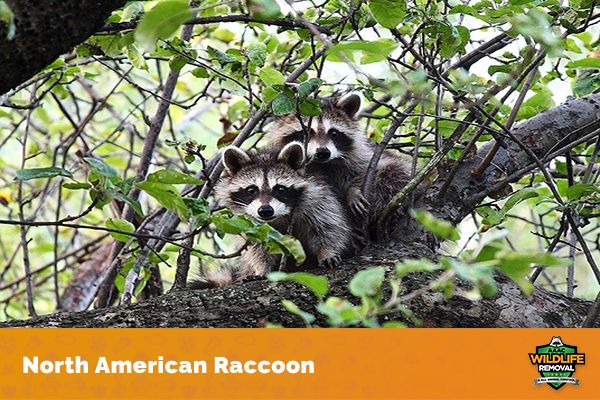 The Different Types of Raccoons - AAAC Wildlife Removal