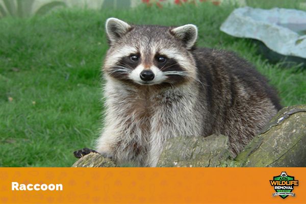 Facts About Raccoon Mating Season You Need To Know - AAAC Wildlife Removal