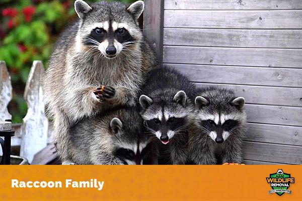 Facts About Raccoon Mating Season You Need To Know - AAAC Wildlife Removal
