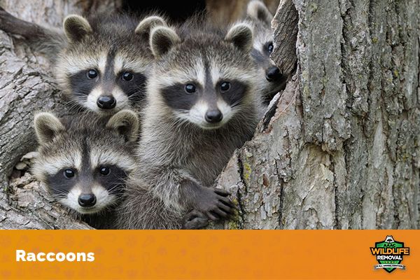 Facts About Raccoon Mating Season You Need To Know - AAAC Wildlife Removal