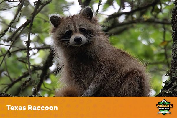 The Different Types of Raccoons - AAAC Wildlife Removal