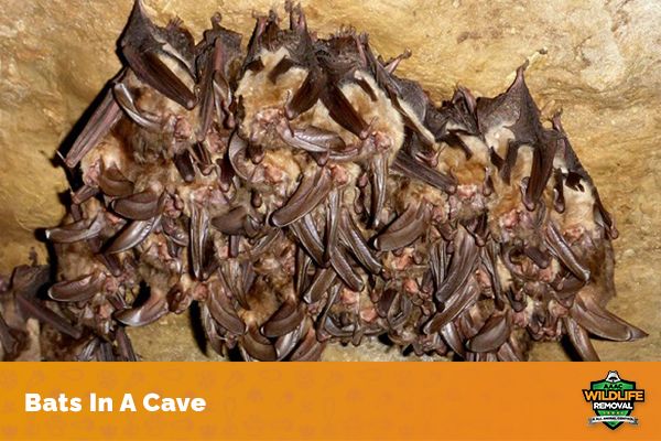 How Long Do Bats Live: Bat Life Expectancy - AAAC Wildlife Removal