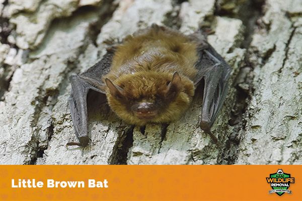 How Long Do Bats Live Bat Life Expectancy Aaac Wildlife Removal