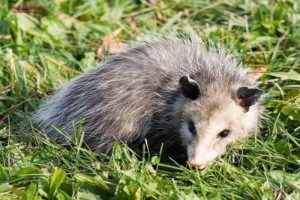 What Are Opossums' Predators? - AAAC Wildlife Removal