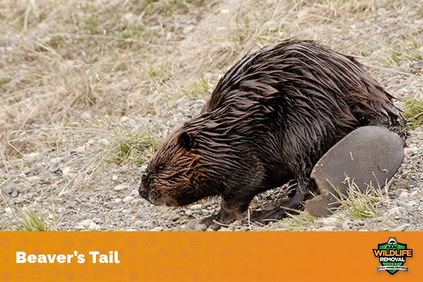 What Is the Biggest Beaver Ever Recorded? - AAAC Wildlife Removal