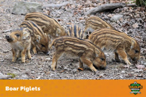 How Big Is a Full-Grown Wild Boar? - AAAC Wildlife Removal