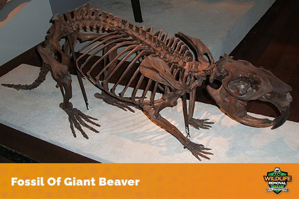 What Is the Biggest Beaver Ever Recorded? - AAAC Wildlife Removal