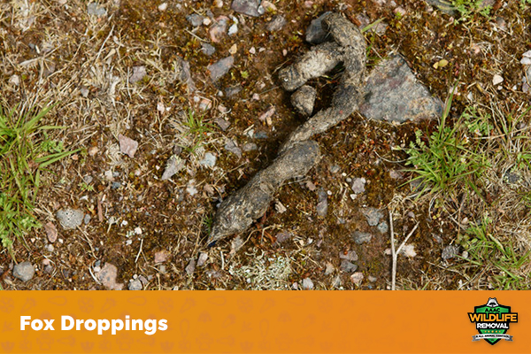 What Problems Do Foxes Create? - AAAC Wildlife Removal