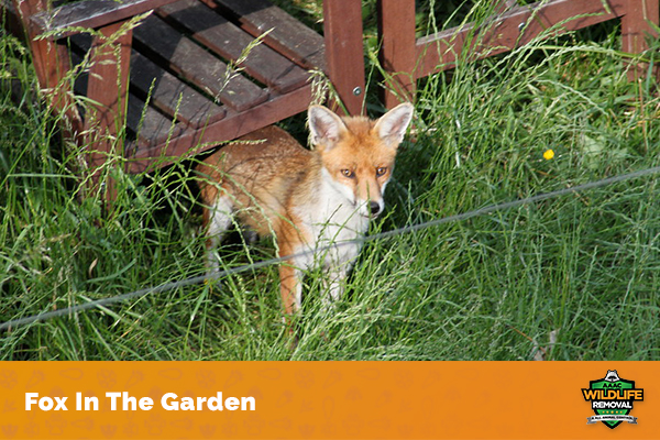 What Problems Do Foxes Create? - AAAC Wildlife Removal