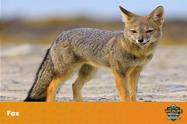 What Do Foxes Eat? - AAAC Wildlife Removal