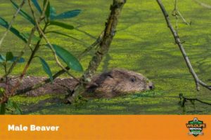 What Is the Biggest Beaver Ever Recorded? - AAAC Wildlife Removal
