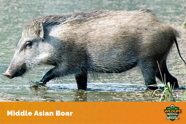 How Big Is a Full-Grown Wild Boar? - AAAC Wildlife Removal