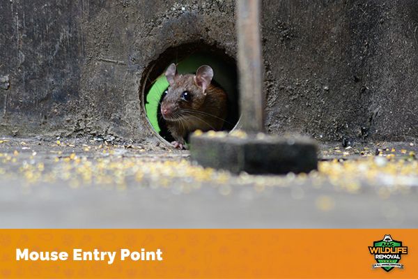 When Is the Breeding Season of Rodents? - AAAC Wildlife Removal