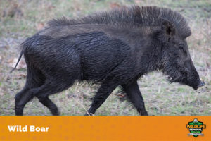 How Big Is a Full-Grown Wild Boar? - AAAC Wildlife Removal