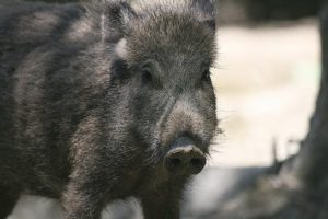 How Big Is a Full-Grown Wild Boar? - AAAC Wildlife Removal
