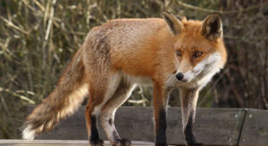 What are the characteristics of Foxes? - AAAC Wildlife Removal