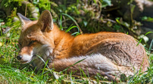 What are the characteristics of Foxes? - AAAC Wildlife Removal