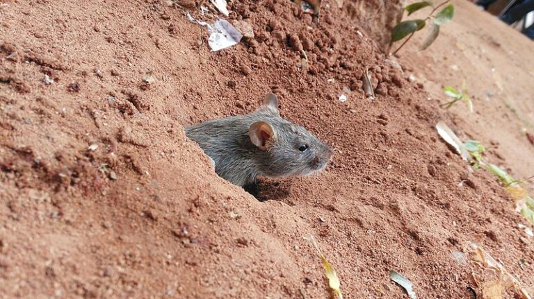 Discover Why Rats Have Long Tails Survival Adaptations Revealed Aaac Wildlife Removal