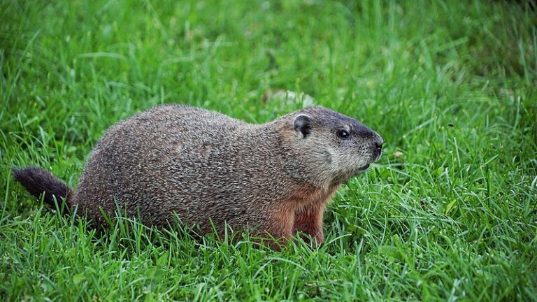 Animals Like Groundhogs: Surprising Rodent Relatives - AAAC Wildlife ...